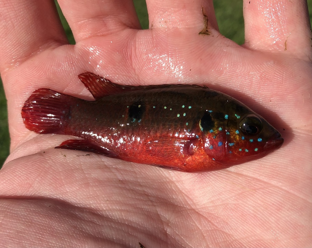 African Jewelfish from Santiago Cir, Boca Raton, FL, US on June 23 ...