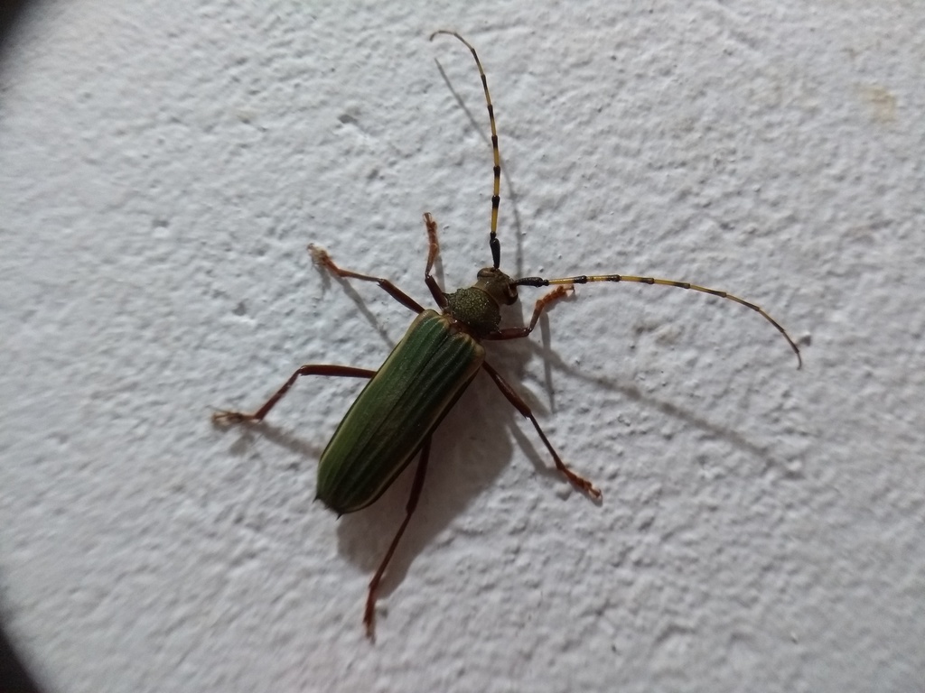 Chlorida costata from Potuvera, Itapecerica da Serra - SP, Brasil on ...