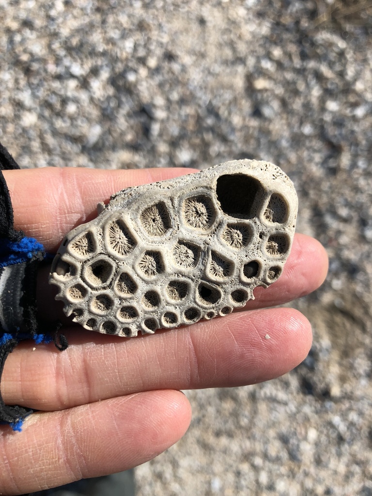 Drums from Texas City Channel, Galveston, TX, US on February 02, 2021 ...