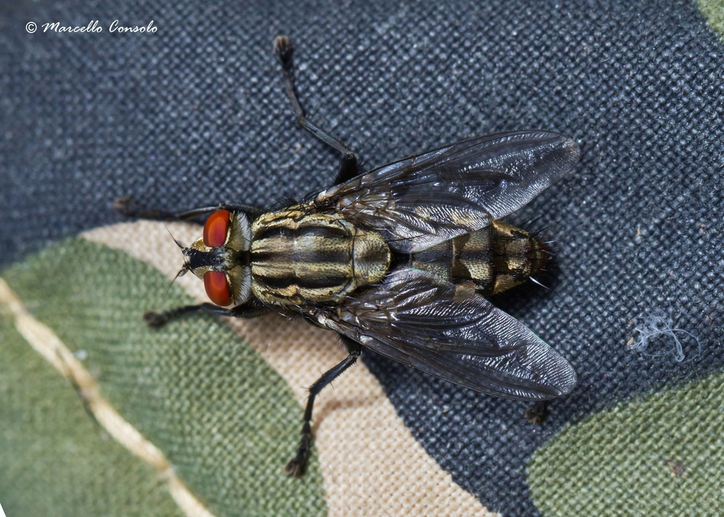 Sarcophaga sp. (Arthropodes du CO Vuillonnex) · iNaturalist