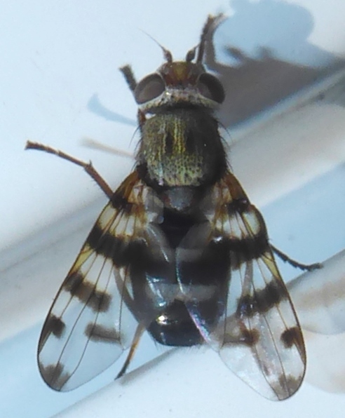 Narrow-Banded Picture-Winged Fly from Boulder County, CO, USA yard on ...