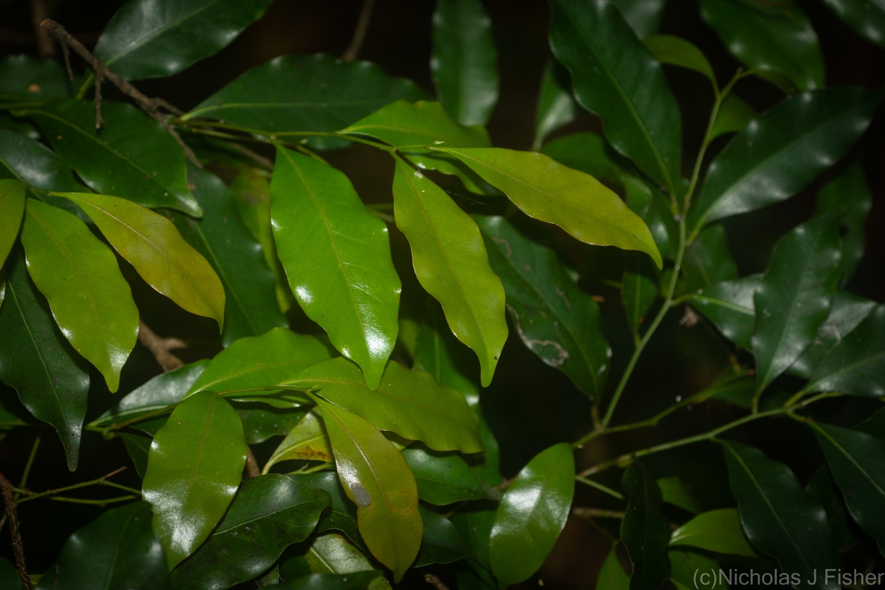 Cryptocarya bidwillii Meisn.