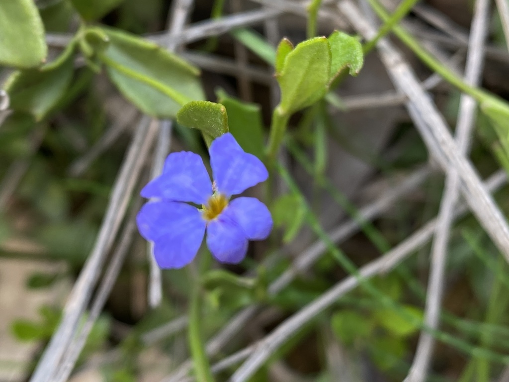 Blue Dampiera from Kings Tableland Road, NSW, AU on February 03, 2021 ...