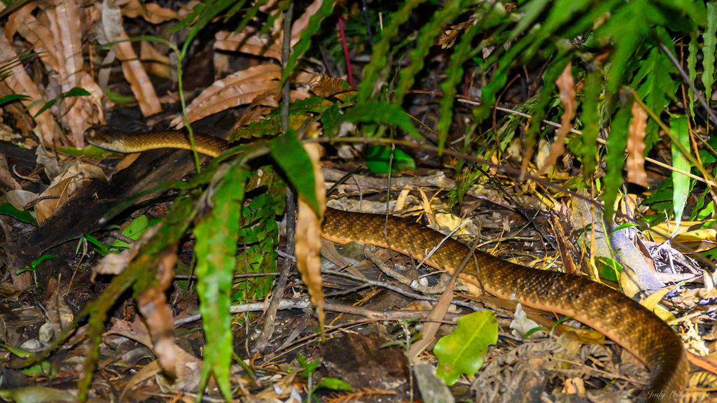 Brown Tree Snake from Forestry Rd, Springbrook QLD 4213, Australia on ...