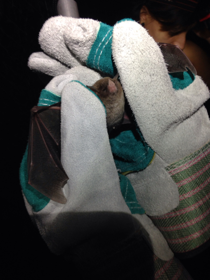 Monophyllus redmani Leach, 1821