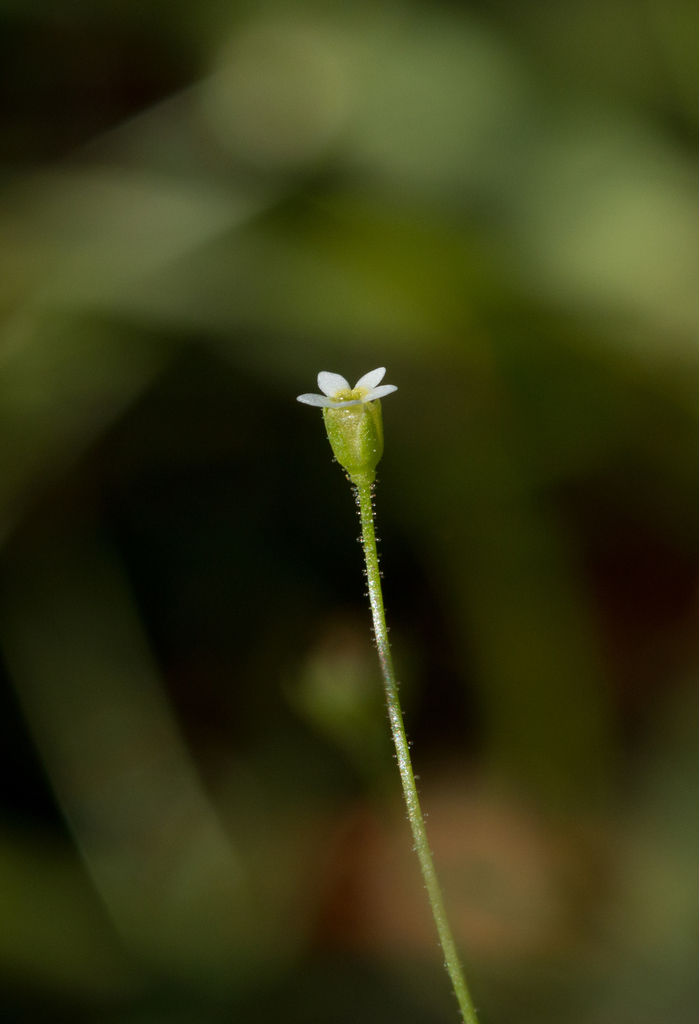 slender-stemmed androsace (Plants of State Forest State Park) · iNaturalist