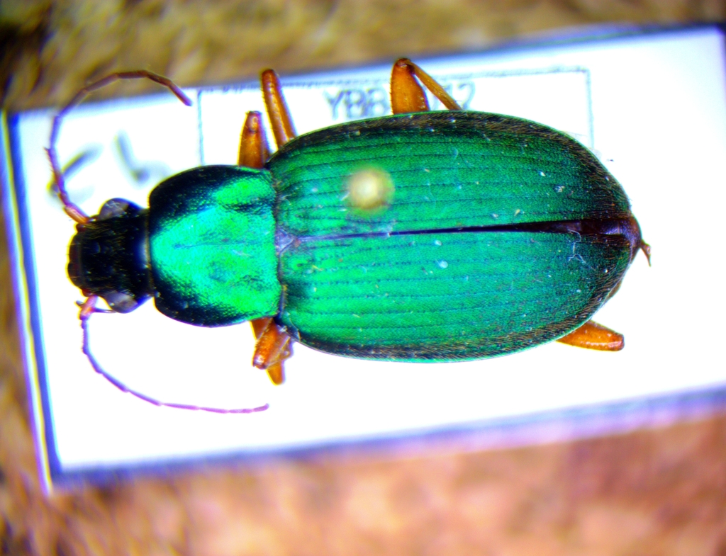 Green Pubescent Ground Beetle from Cookshire-Eaton, QC J0B, Canada on ...
