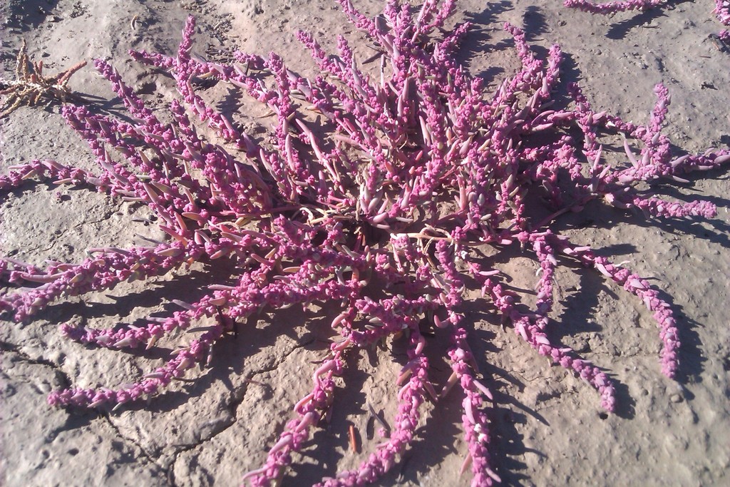 Seepweeds (Suaeda) - Botanical Realm