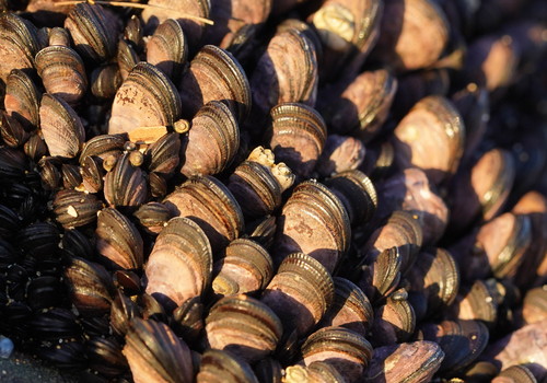 Beaked Mussel (Brachidontes rostratus) · iNaturalist United Kingdom