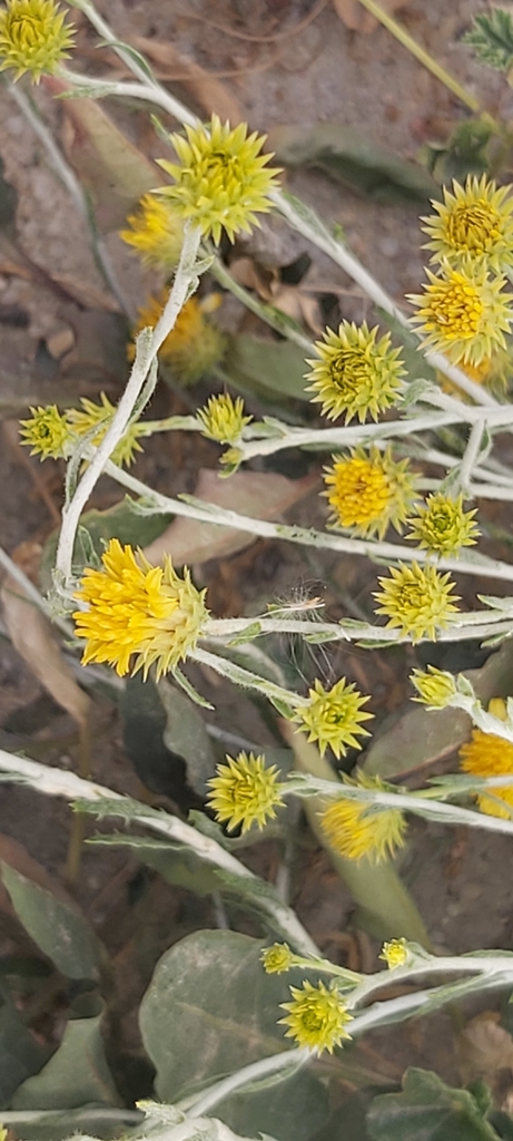 arfaj (Rhanterium epapposum) - Botanical Realm