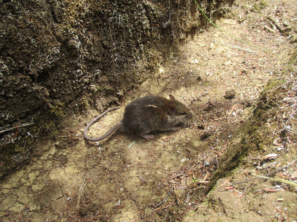 Polynesian Rat from Auckland, New Zealand on January 28, 2021 at 01:30 ...