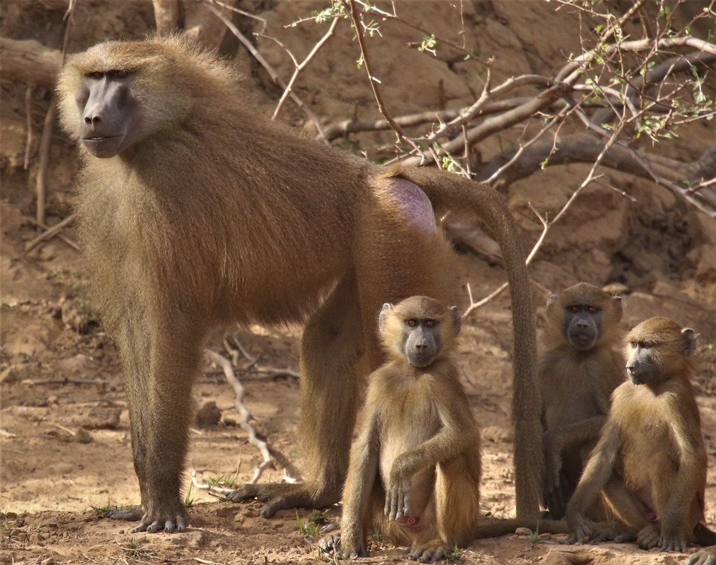 Guinea Baboon (Papio papio) - Know Your Mammals