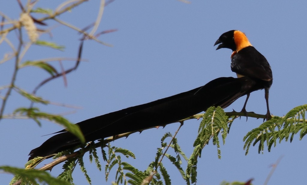 Sahel Paradise-Whydah (Vidua orientalis) - Avian Discovery