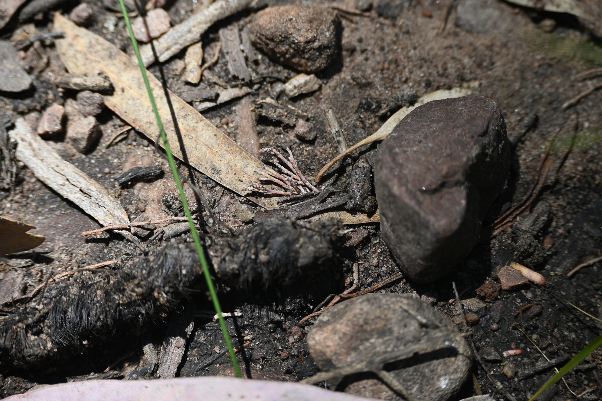 Crinia riparia Littlejohn & Martin, 1965