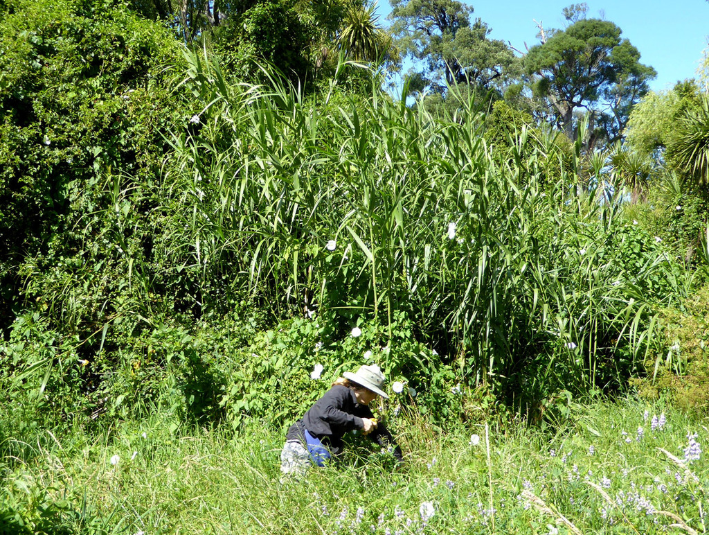 Tall Reed from Awahuri Forest-Kitchener Park, Manawatu-Wanganui 4775 ...