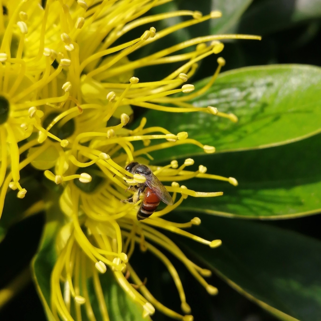 Red Dwarf Honey Bee from Montreal Green on February 3, 2021 at 05:09 PM ...