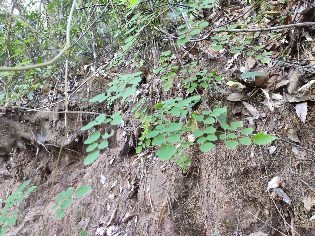 French meadow-rue from YunnanPuerJinggu蛮易 on February 03, 2021 at 05:20 ...