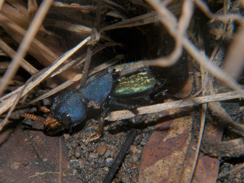 Platydracus wittei · iNaturalist