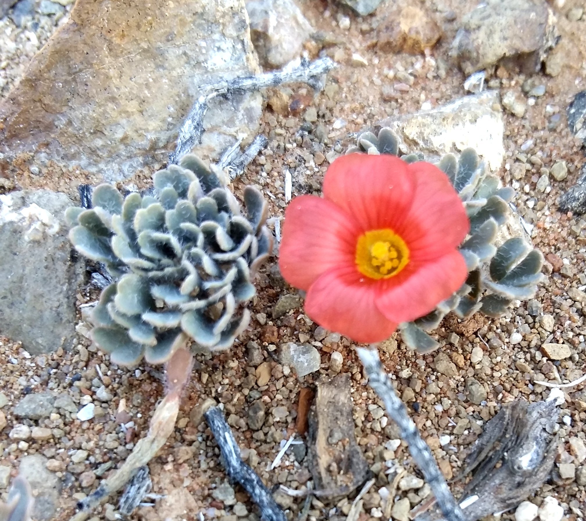 Oxalis annae F.Bolus