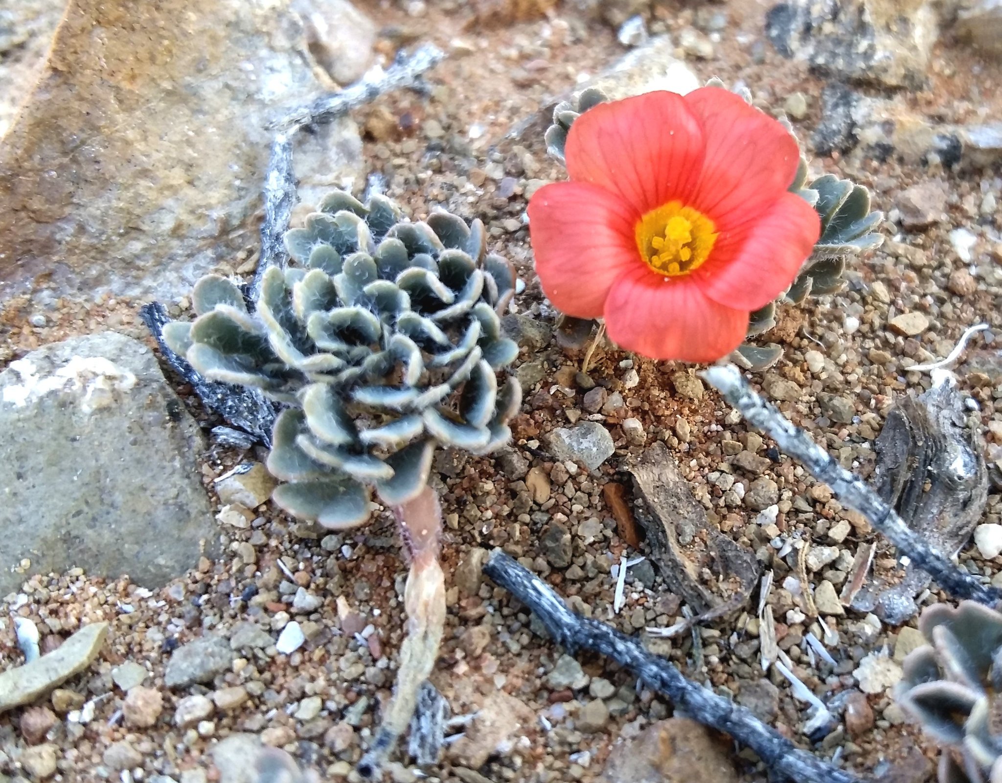 Oxalis annae F.Bolus