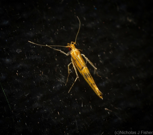 Labdia ceraunia · iNaturalist