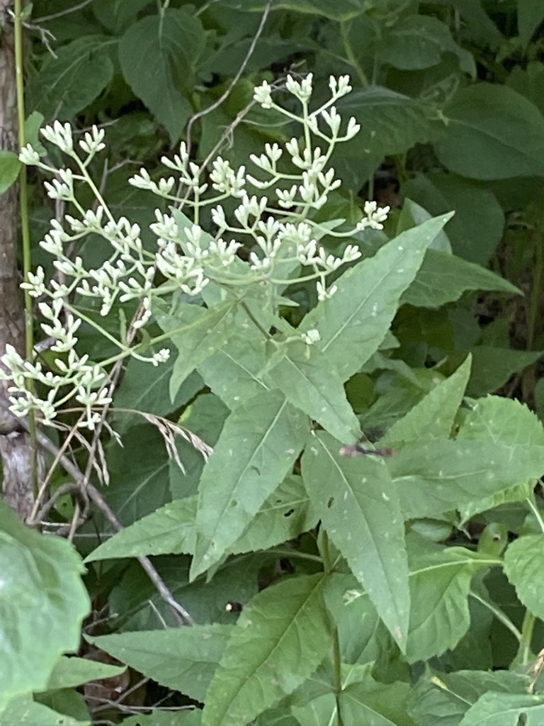 Godfrey's thoroughwort in July 2020 by Allison Ferris. The flowering ...