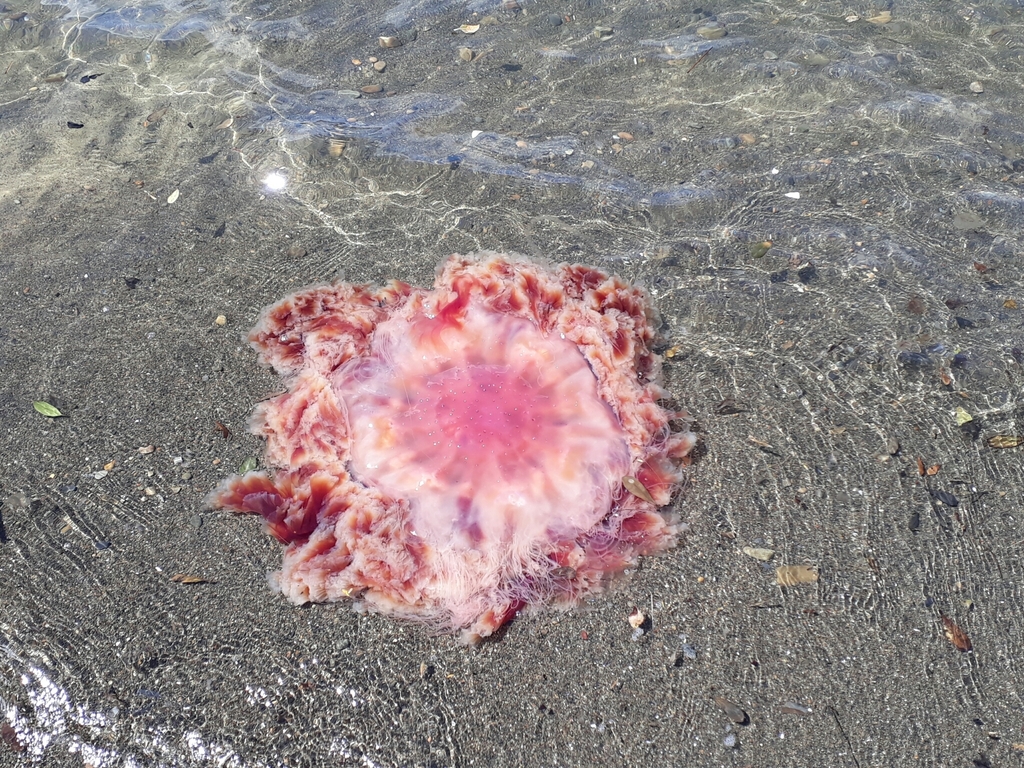 Cyanea rosea (Marine invertebrates of Randwick costal area: Coogee and ...