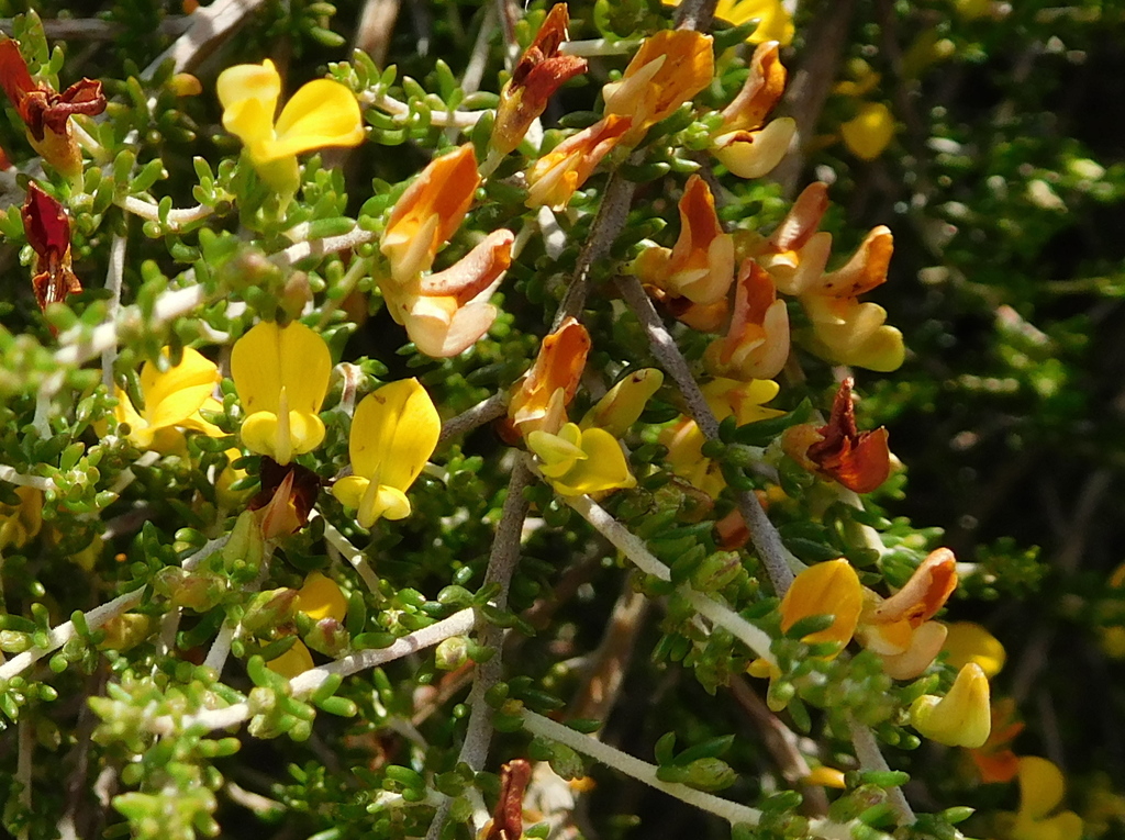 Aspalathuses from Rus-en-Vrede, South Cape DC, South Africa on November ...
