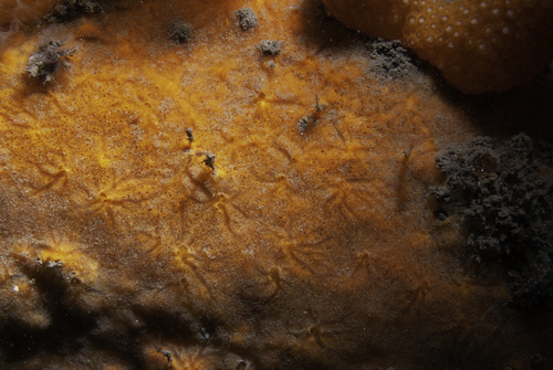 Clathria spinarcus · iNaturalist