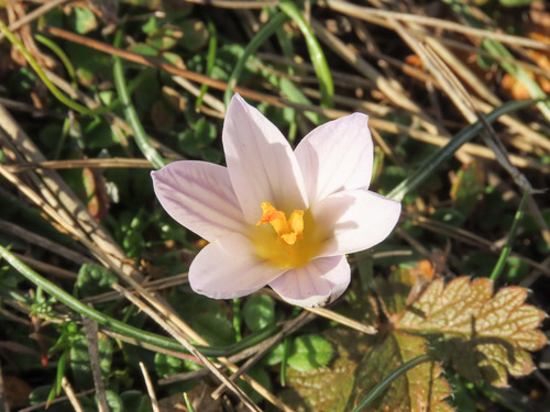 Crocus variegatus · iNaturalist Mexico
