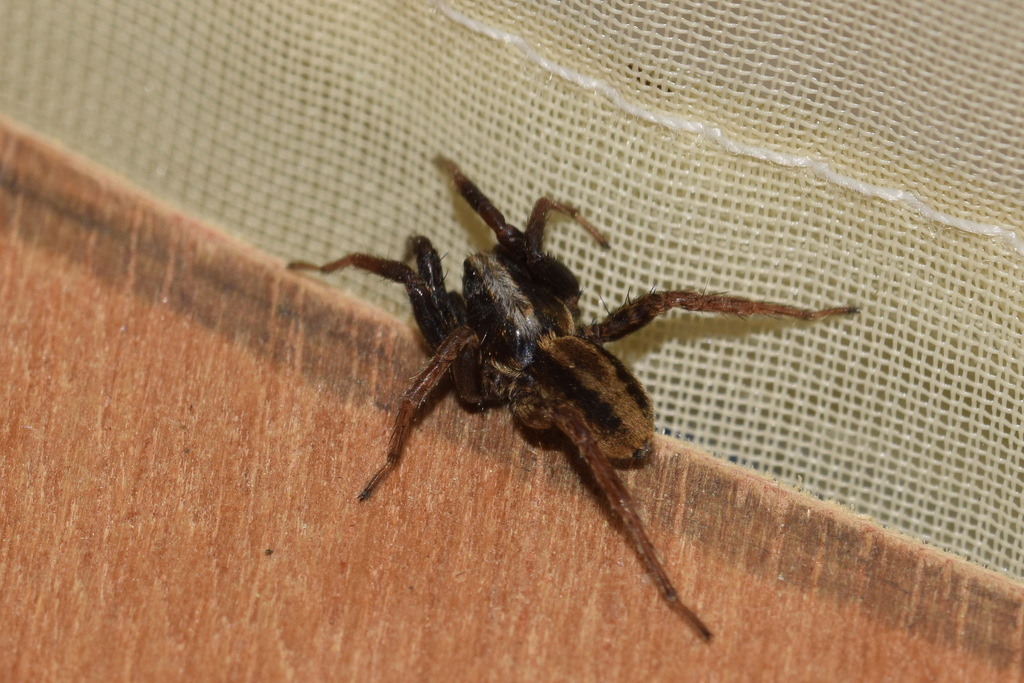 Common Fox Spider from Rodange, Pétange, Luxembourg on May 20, 2020 at ...