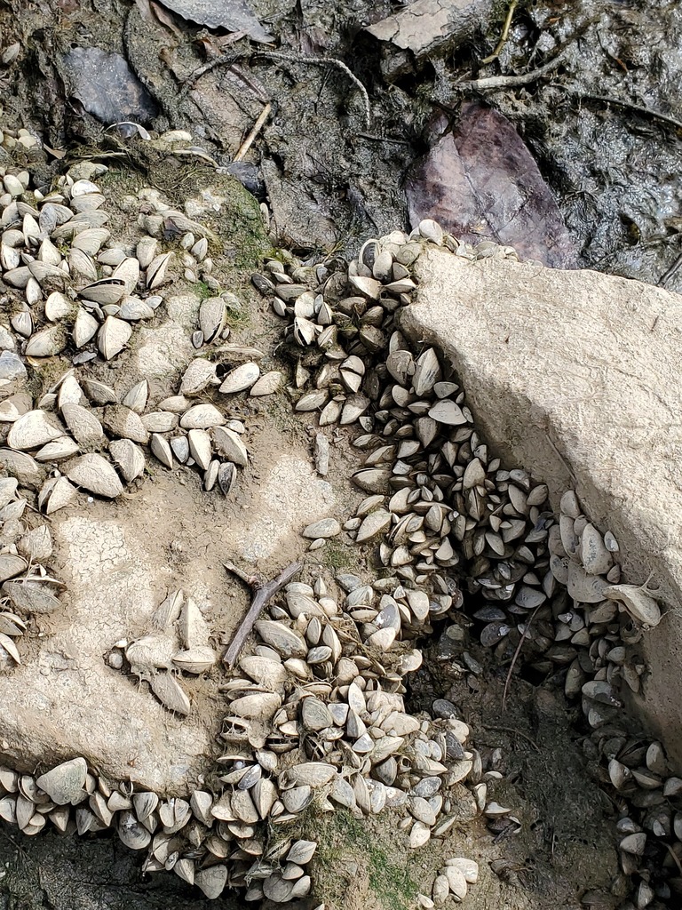 Zebra Mussel from Oak Ridge, TN, USA on March 15, 2020 at 03:44 PM by ...