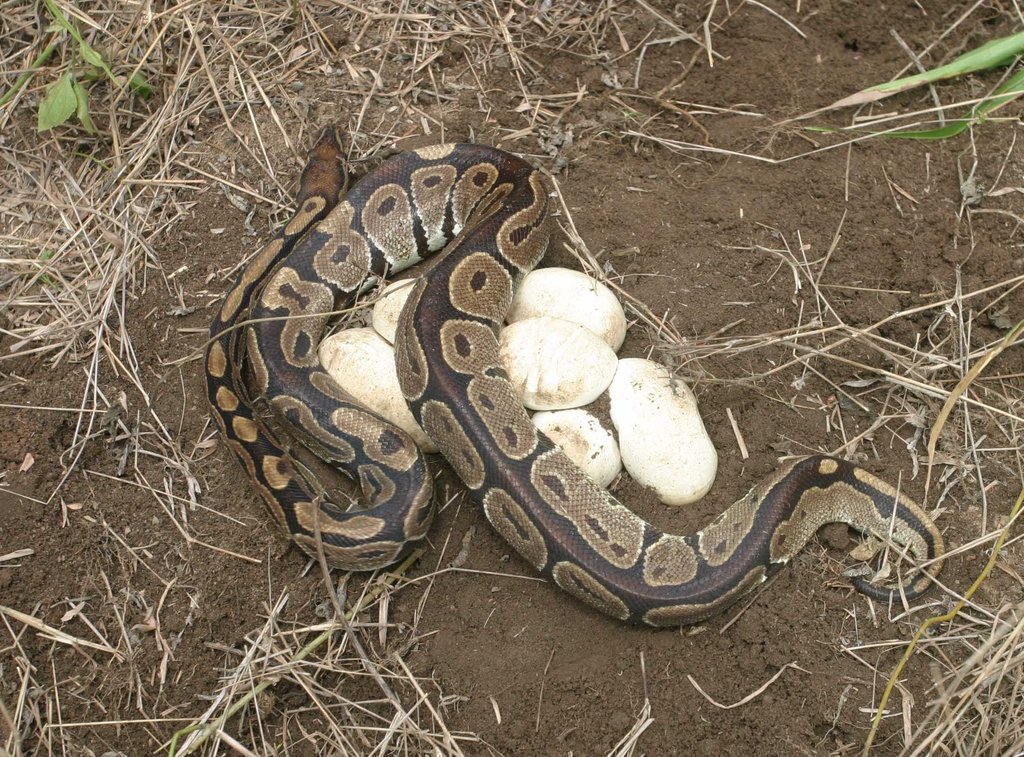 Ball Python from Ga East, Ghana on April 28, 2005 at 08:45 PM by ...