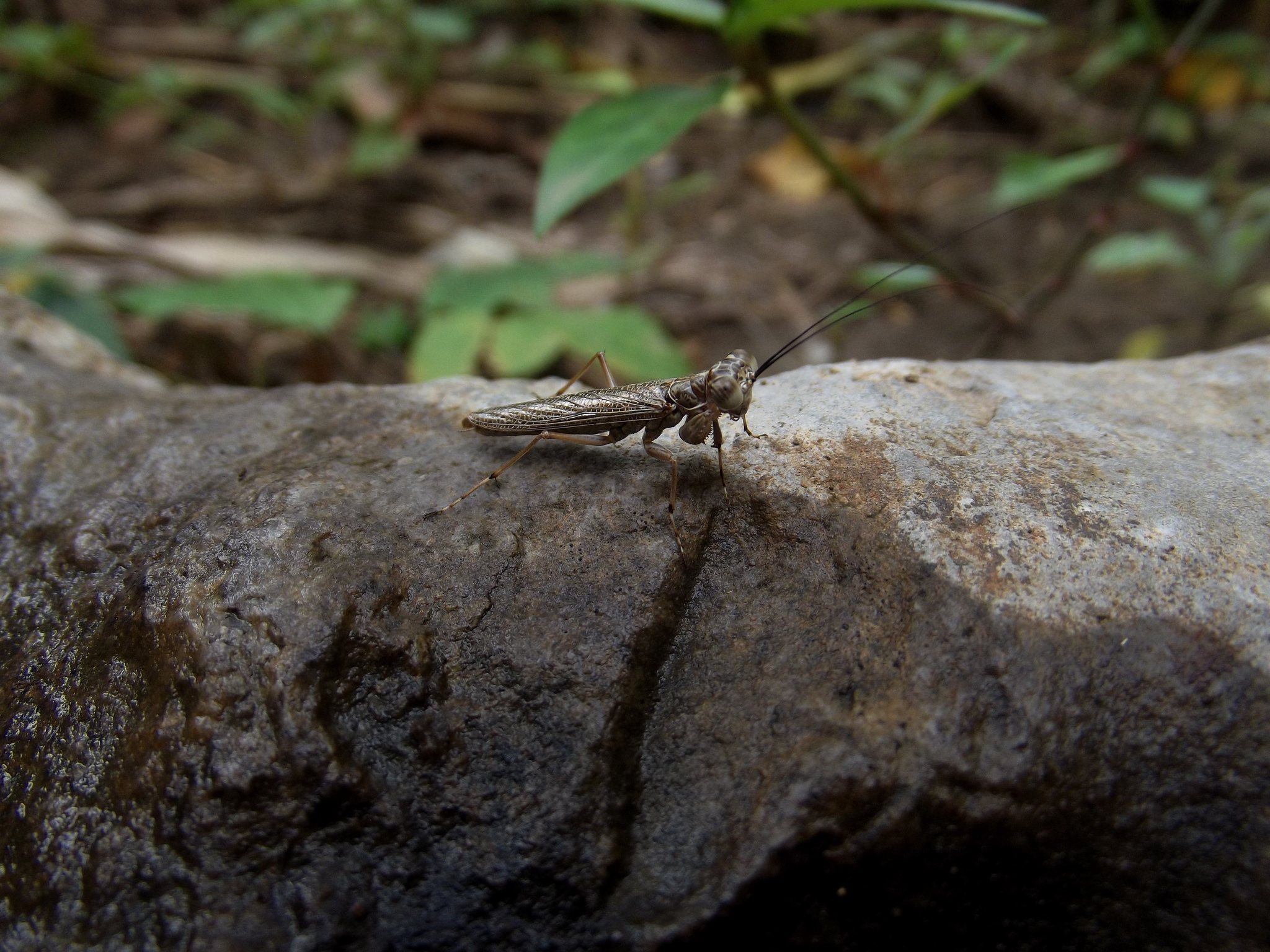 Mantoida brunneriana Saussure, 1871