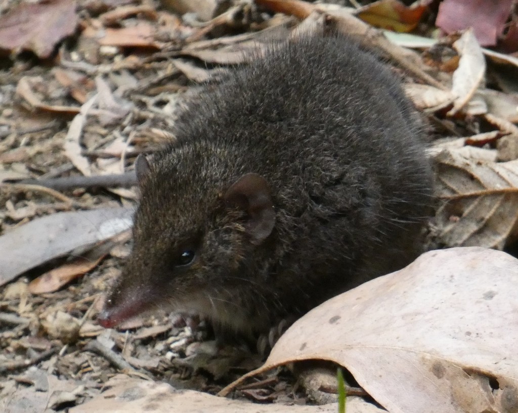 Mainland Dusky Antechinus from Marysville VIC 3779, Australia on ...