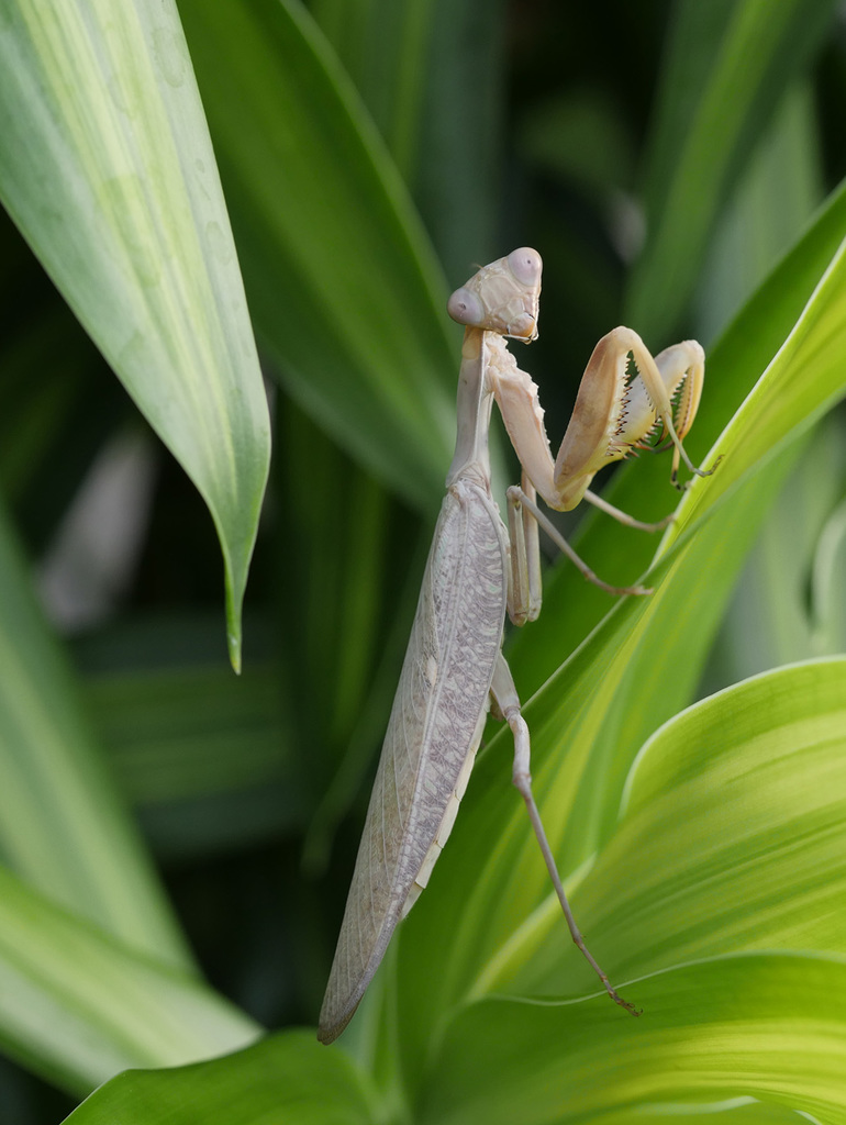 Giant Asian Mantis from khu phố 1, Hàm Tiến, Tp. Phan Thiết, Bình Thuận ...