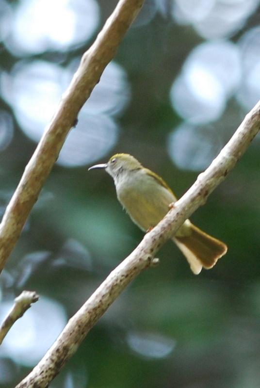 Plain Sunbird (Birds of Singapore) · iNaturalist