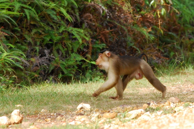 Southern Pig-tailed Macaque (Macaca nemestrina) - Know Your Mammals
