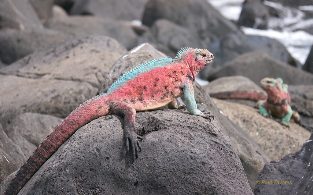 Española Marine Iguana in February 2012 by Paul Tavares. Ponta Suarez ...