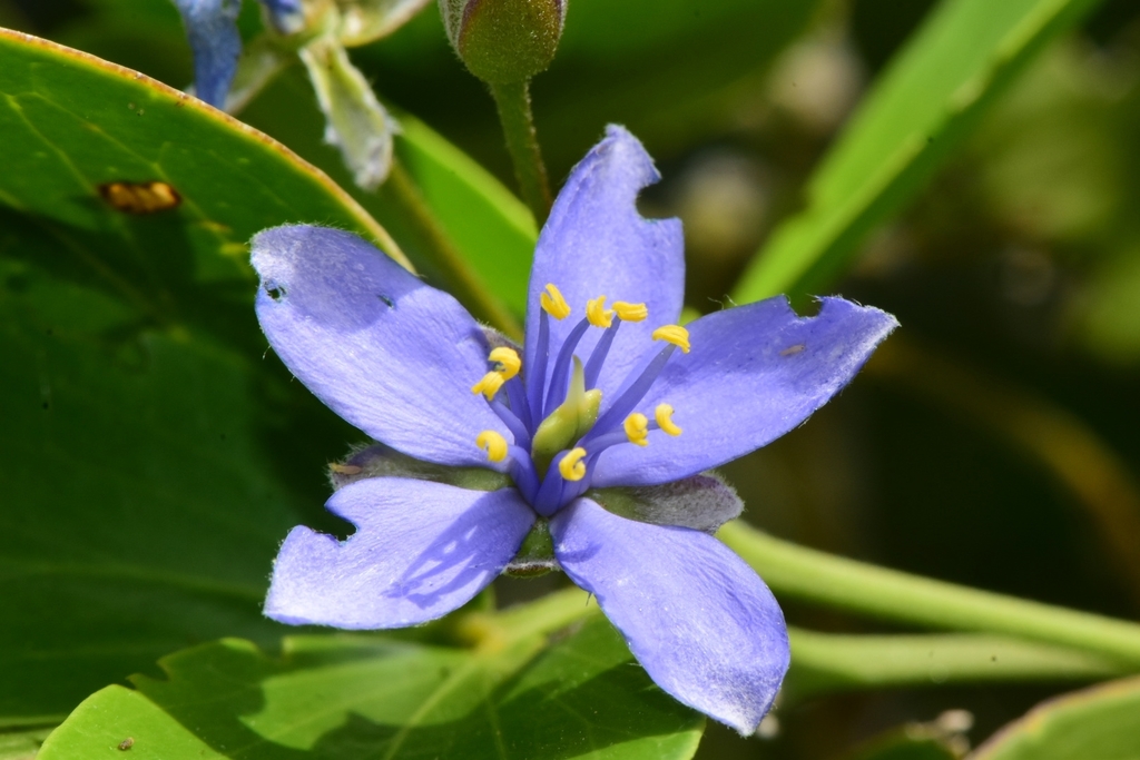 Lignum-vitae (Guaiacum sanctum) - Botanical Realm