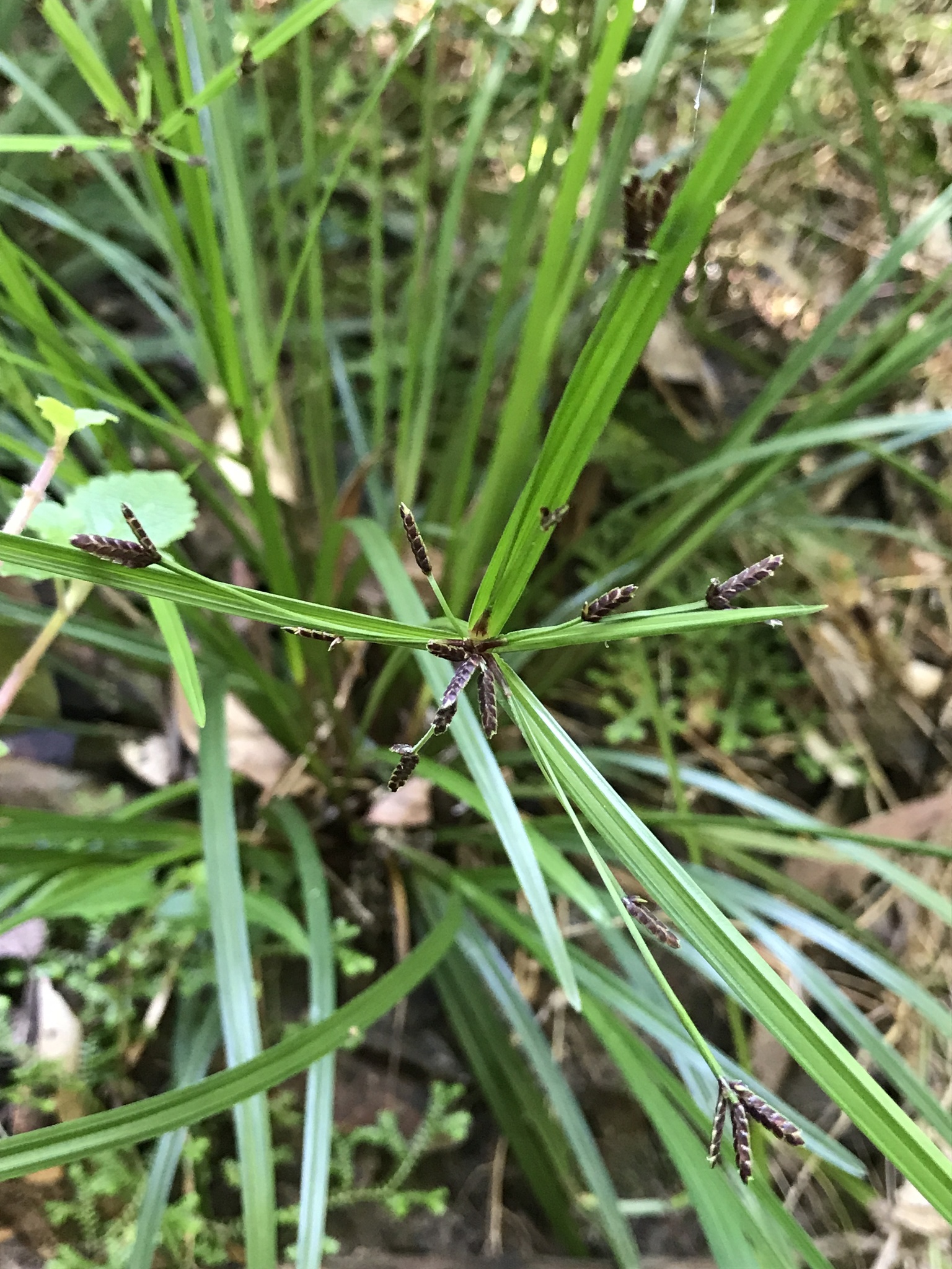 Cyperus tetraphyllus R.Br.