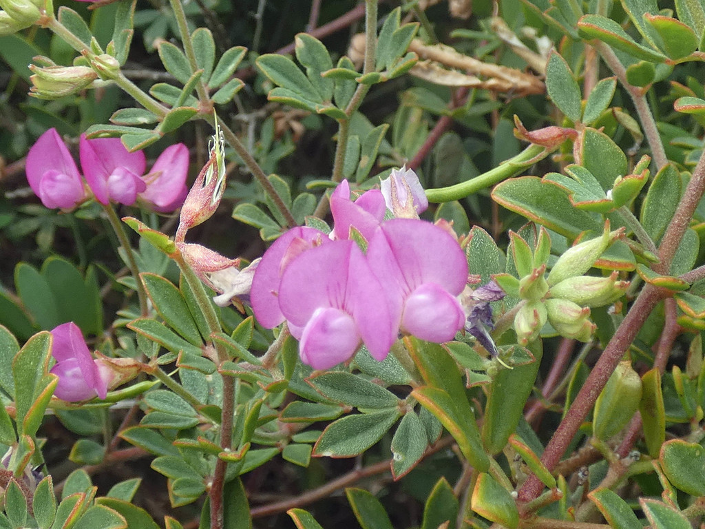 austral trefoil (Lotus australis) - Botanical Realm