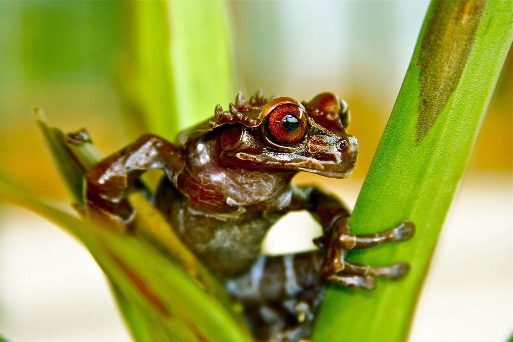 Coronated Tree Frog in July 2005 by ramon_d · iNaturalist