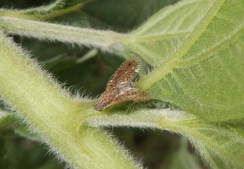 Paracantha haywardi · iNaturalist