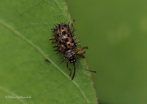 Dactylispa filiola · iNaturalist