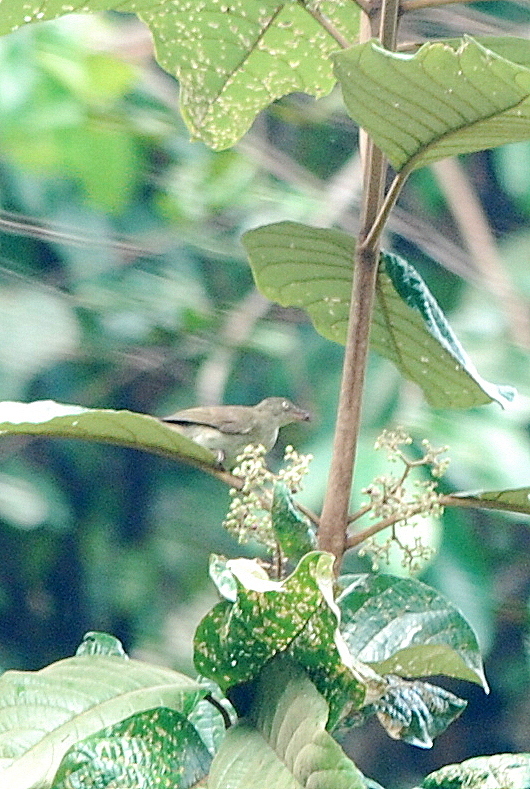 Cream-vented Bulbul (Birds of Singapore) · iNaturalist