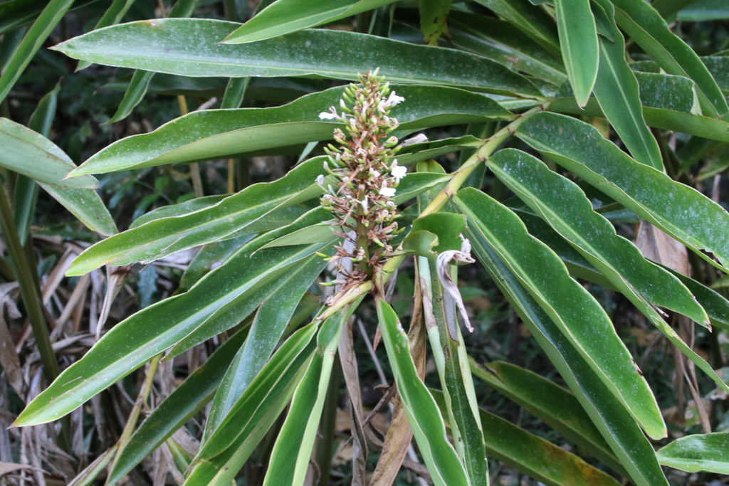 Native Ginger from Fig Tree Road, East Barron QLD 4883, Australia on ...