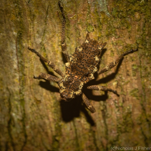 Poropterus westwoodii · iNaturalist