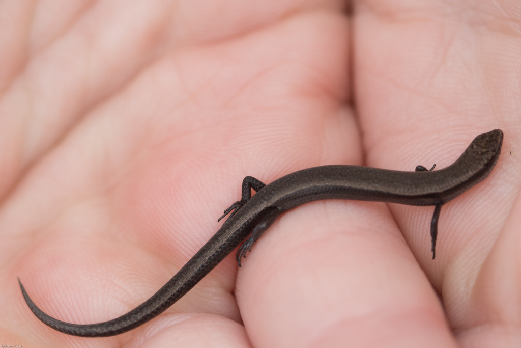 Common Dwarf Skink (Bollygum Dell Biodiversity) · iNaturalist