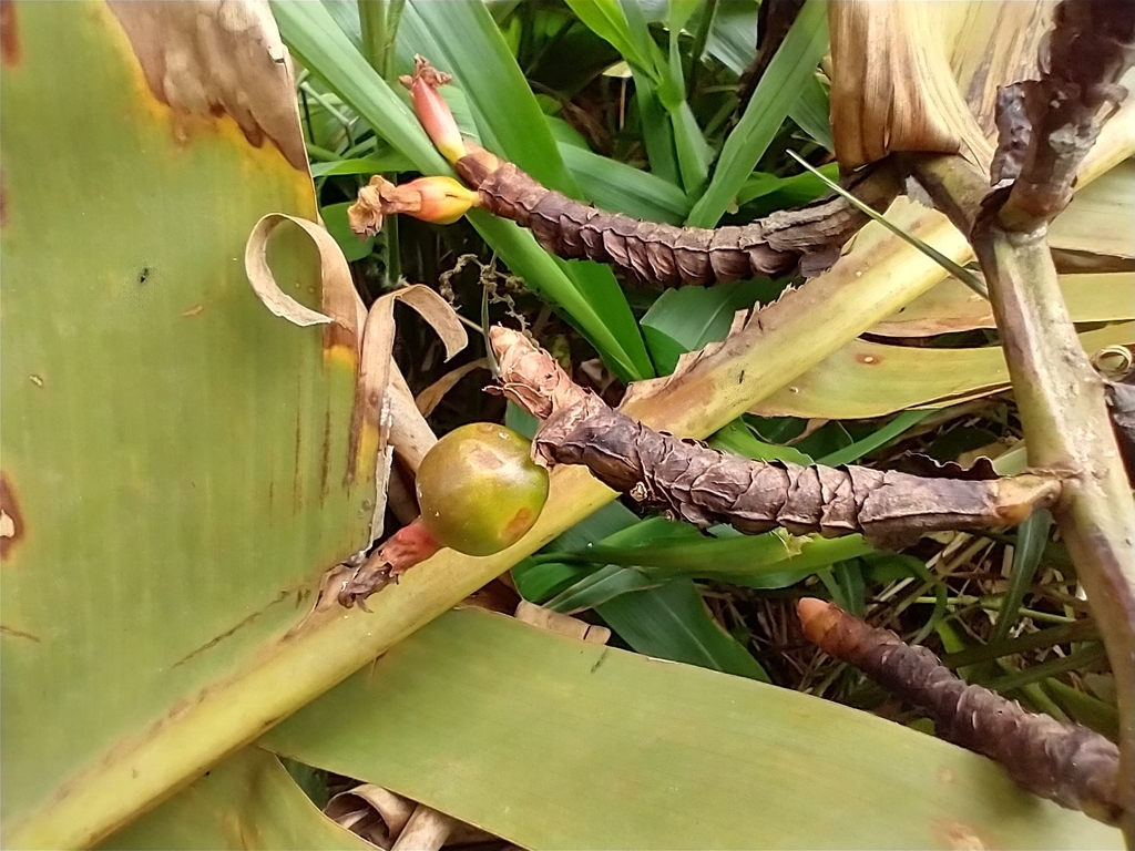 Giant Caroline island ginger (Alpinia carolinensis) - Botanical Realm